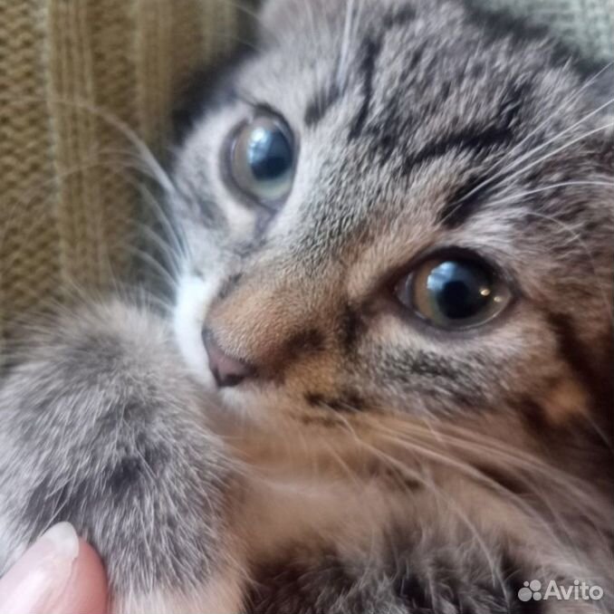 Котёночек девочка в добрые руки