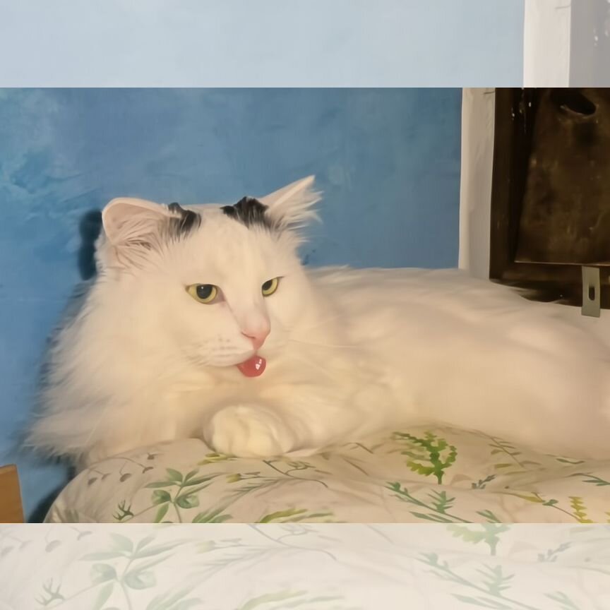 Взрослый кот от частного владельца