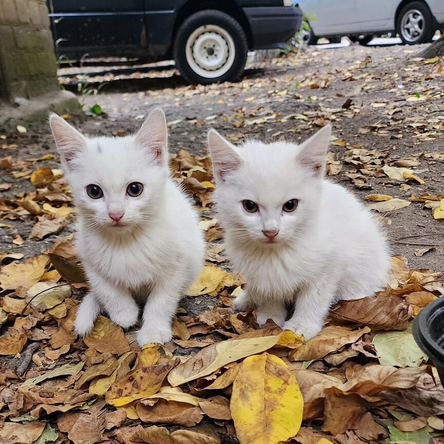 Белоснежные комочки счастья ищут дом