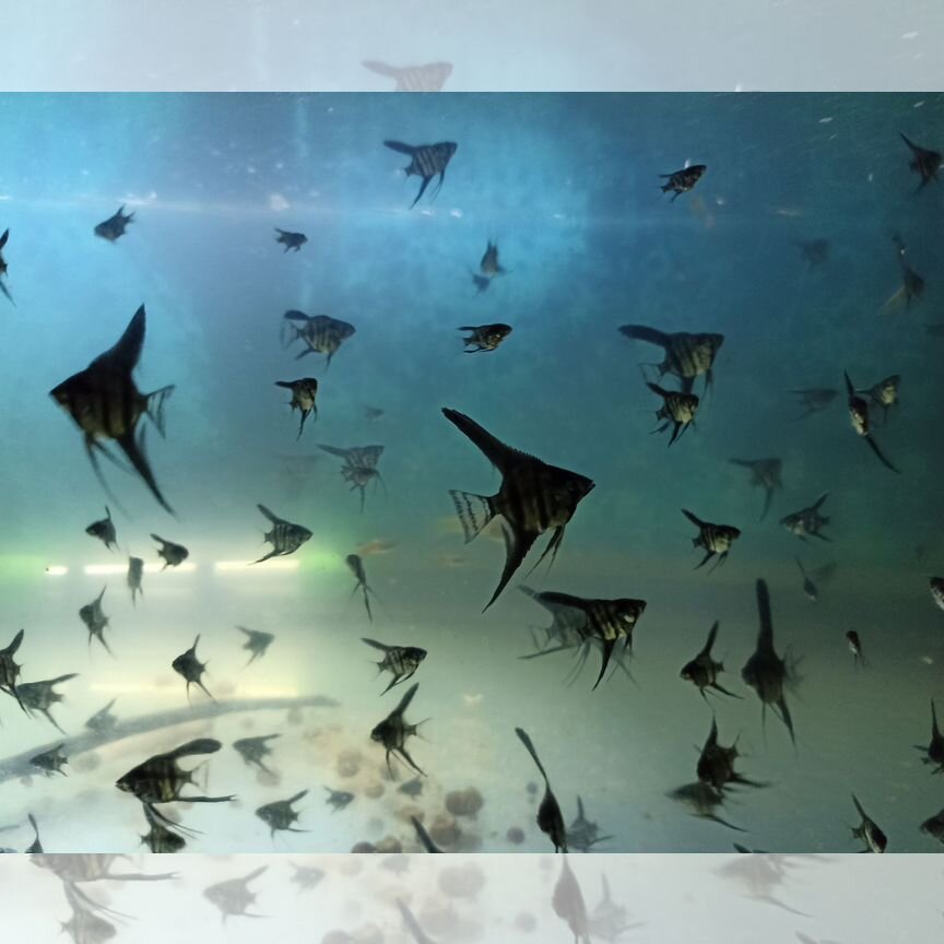 Скалярии зебра