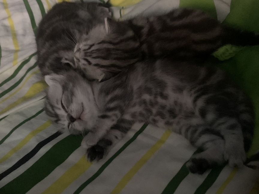 Шотландские вислоухие котята скоттиш страйт