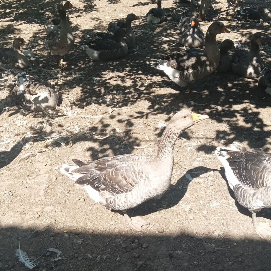 Гуси домашние