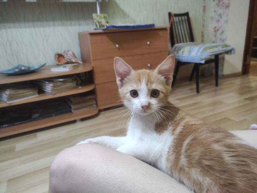 Котенок в добрые руки