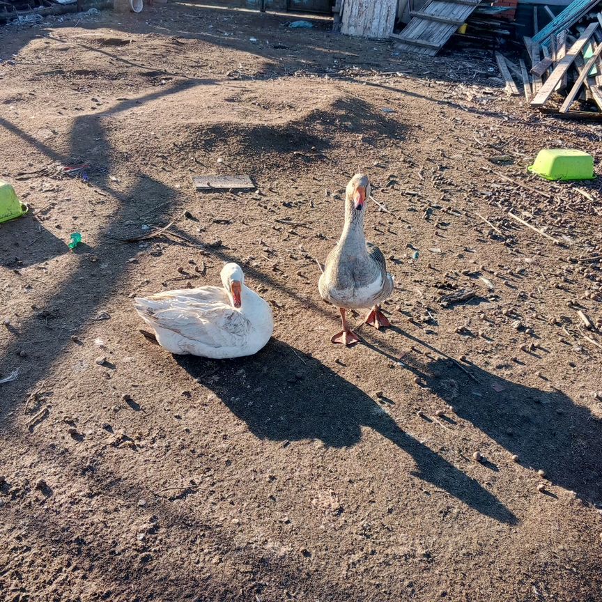 Продам гусаков