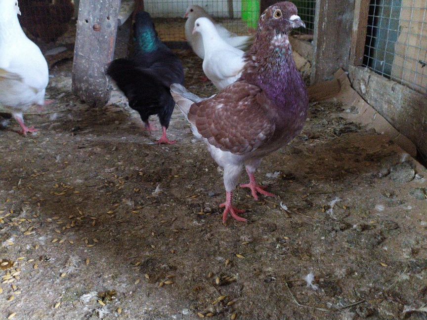 Голуби кинги