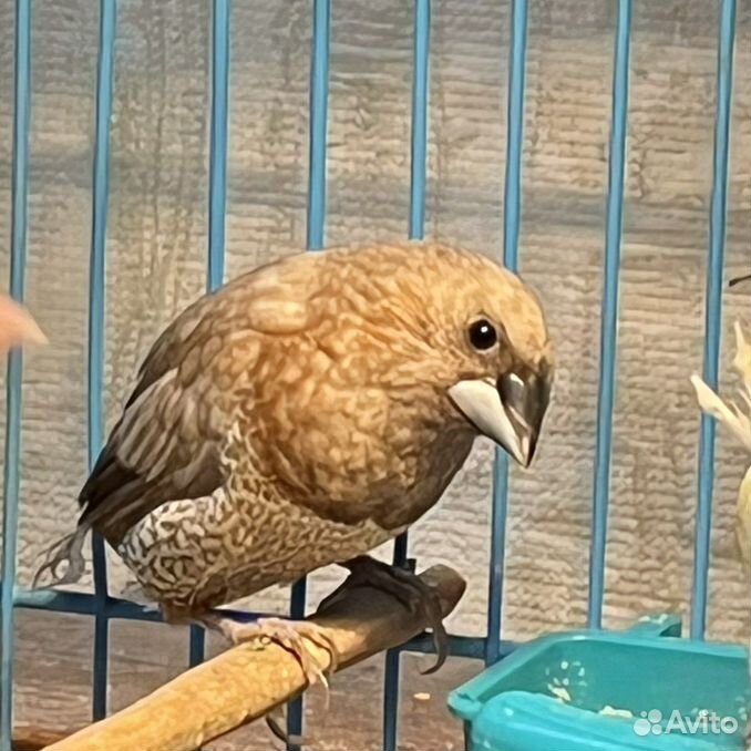 Жемчужные японские амадины самки