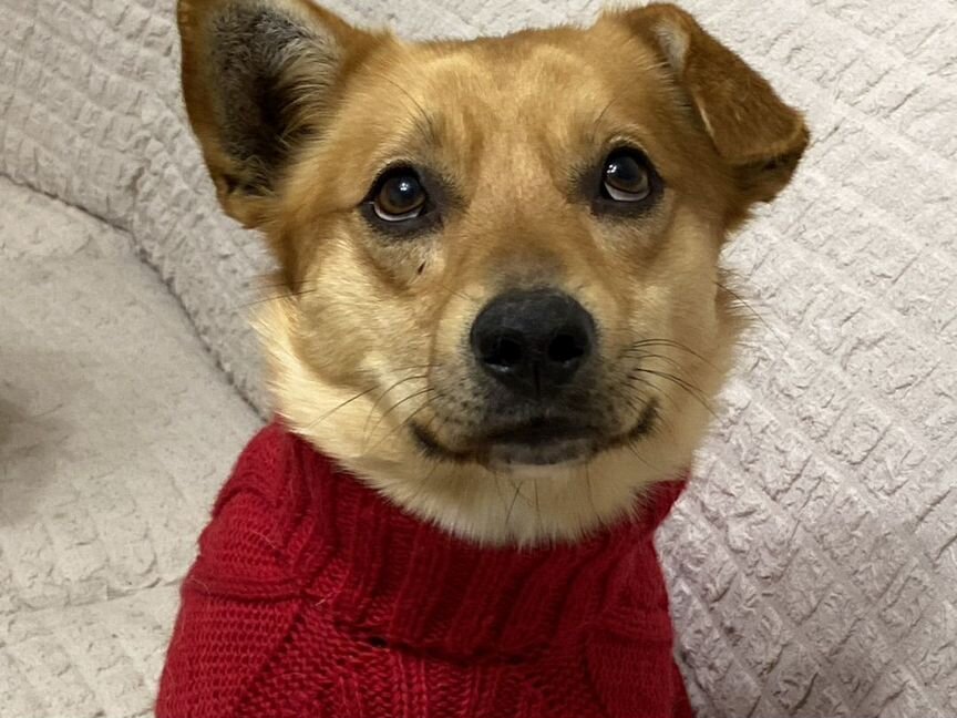 Собака в добрые руки отдам бесплатно