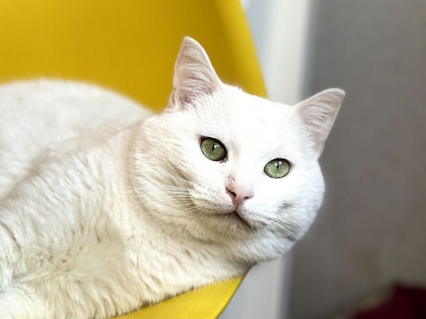 Белый котик