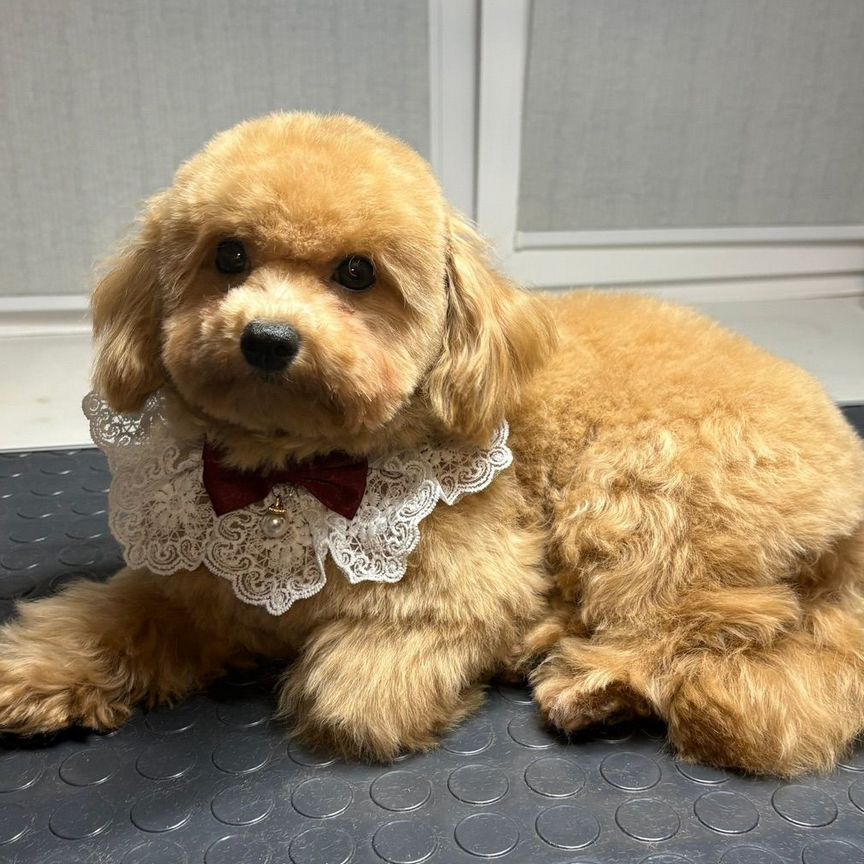 Мальтипу, щенок