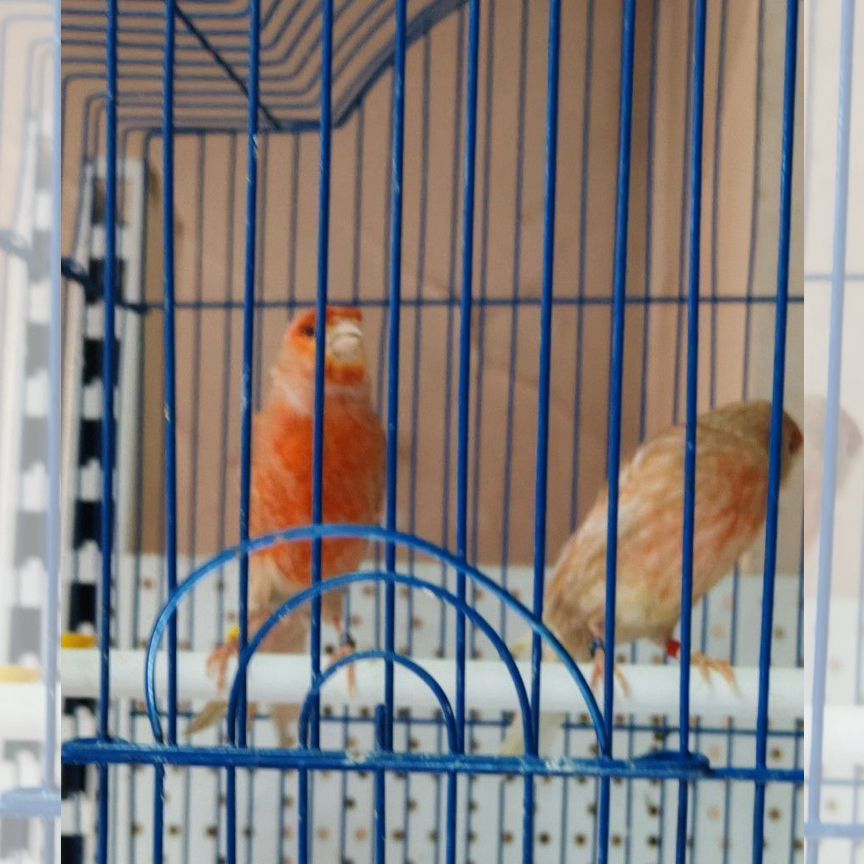 Мозаика - канарейки