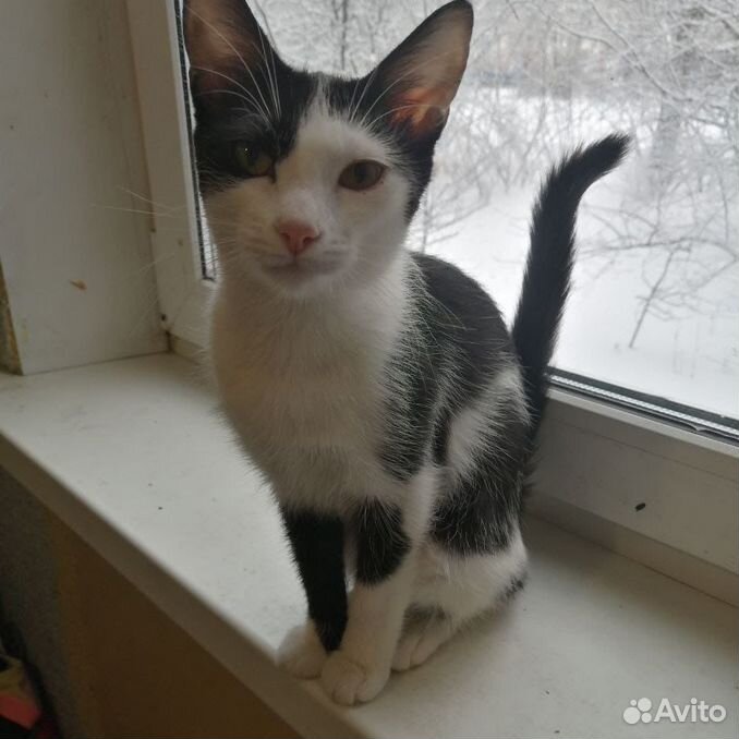 Умненький которебенок в добрые руки