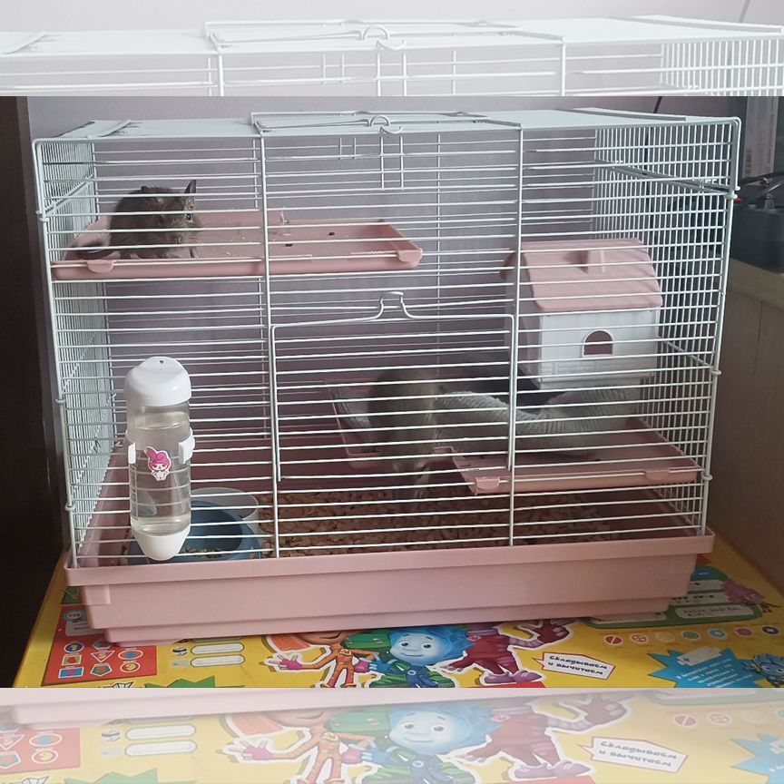 Клетка