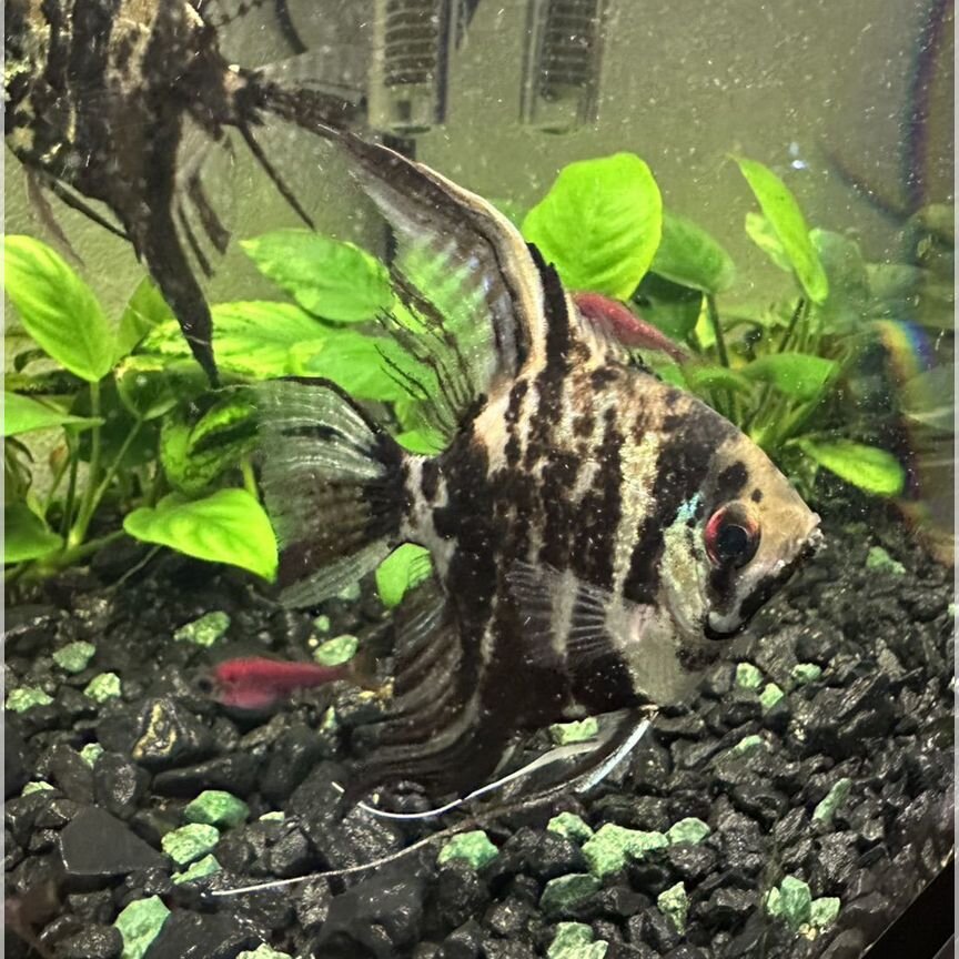 Скалярия взрослая