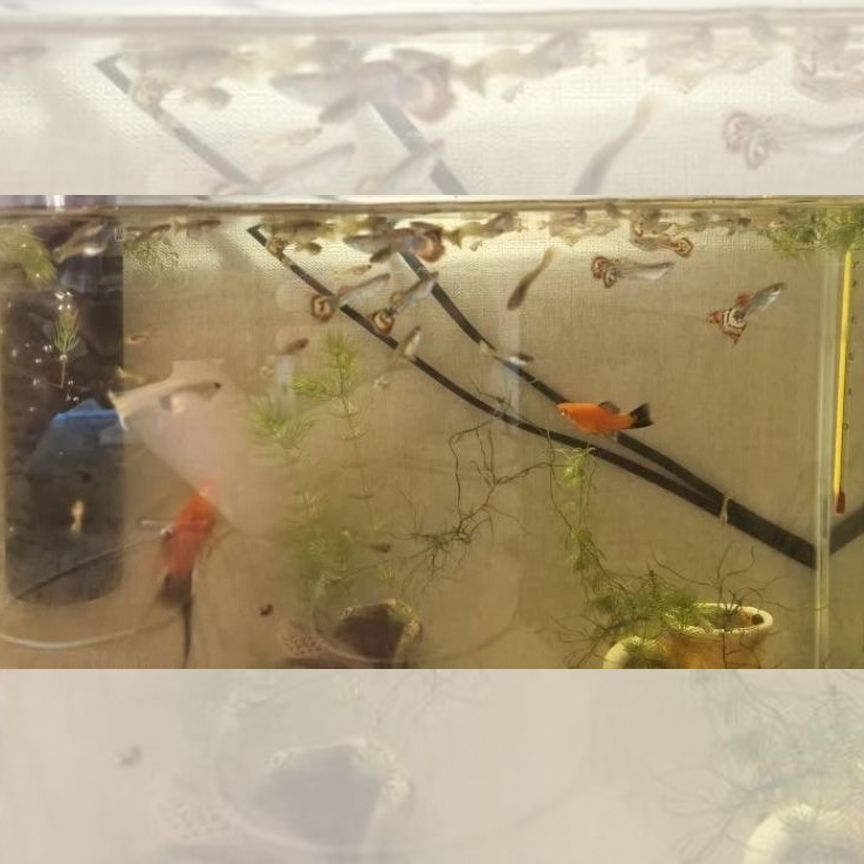 Аквариумные рыбки гуппи