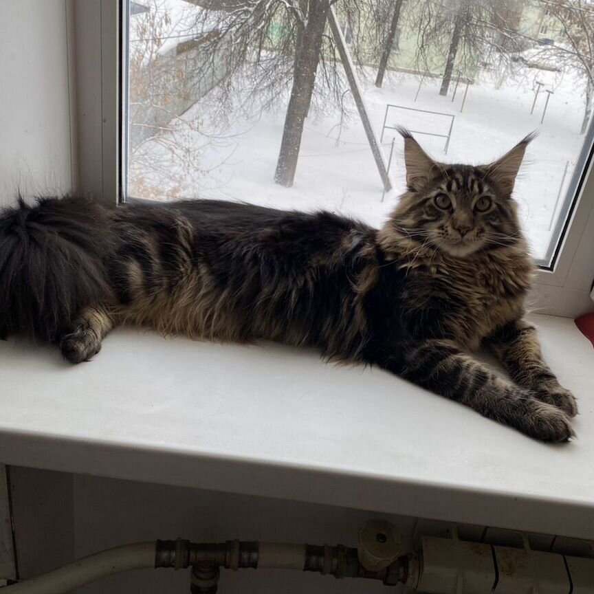 Мейн-кун котёнок