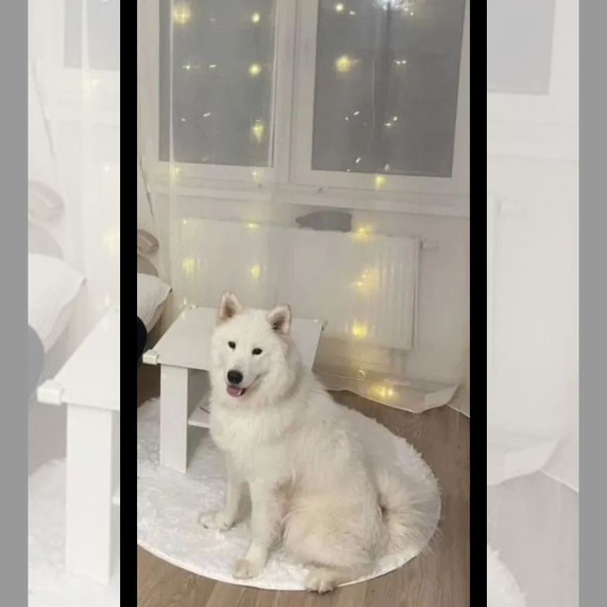 Самоедская собака, взрослый