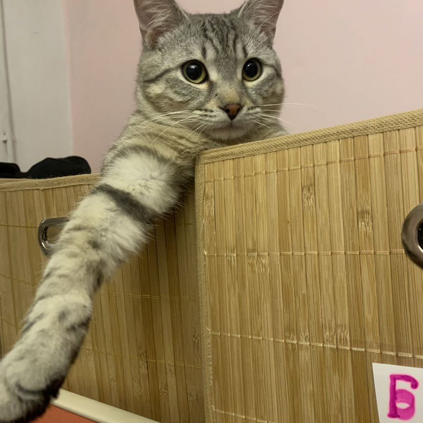 Только в добрые руки