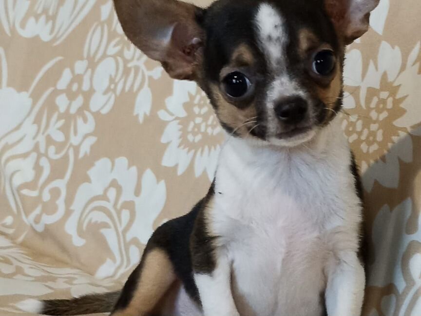 Чихо мальчик