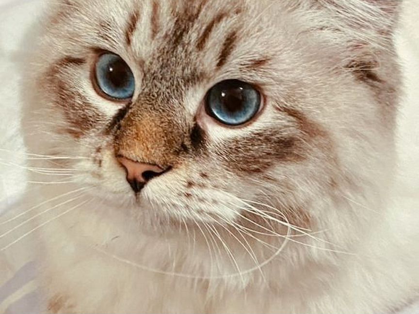 Невский маскарадный кот