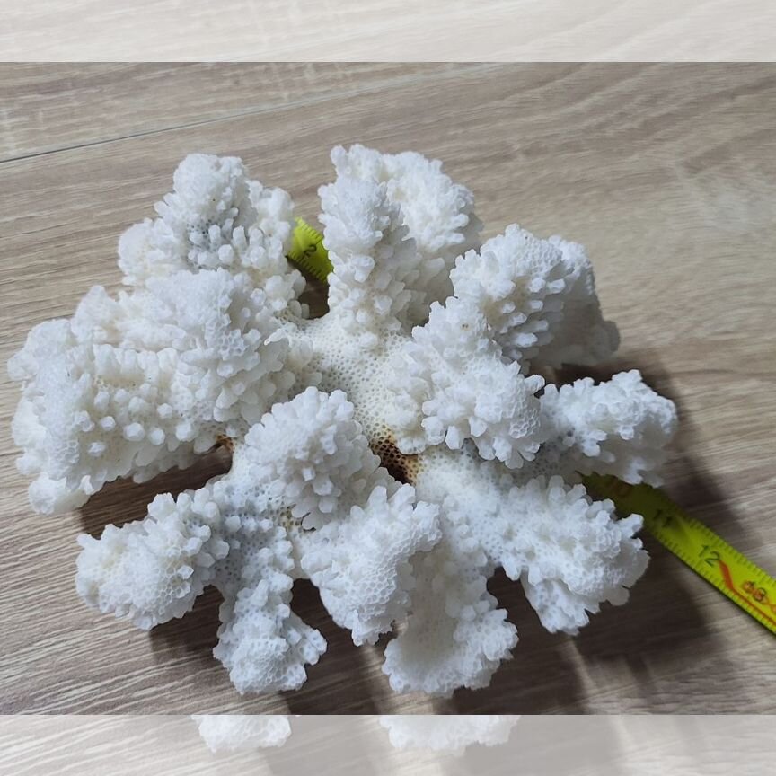 Белый коралл для аквариума