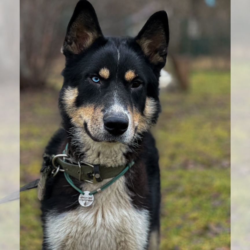 Собака в добрые руки