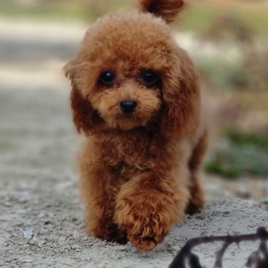 Той-пудель, щенок