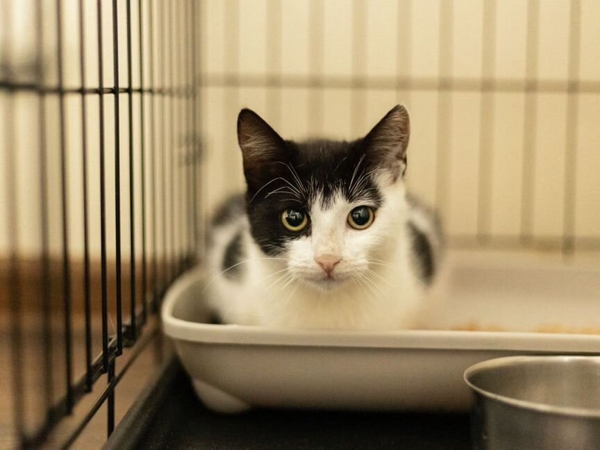 Милый котенок ищет дом