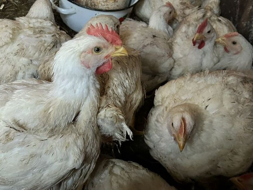 Цыплята бройлеры мясо