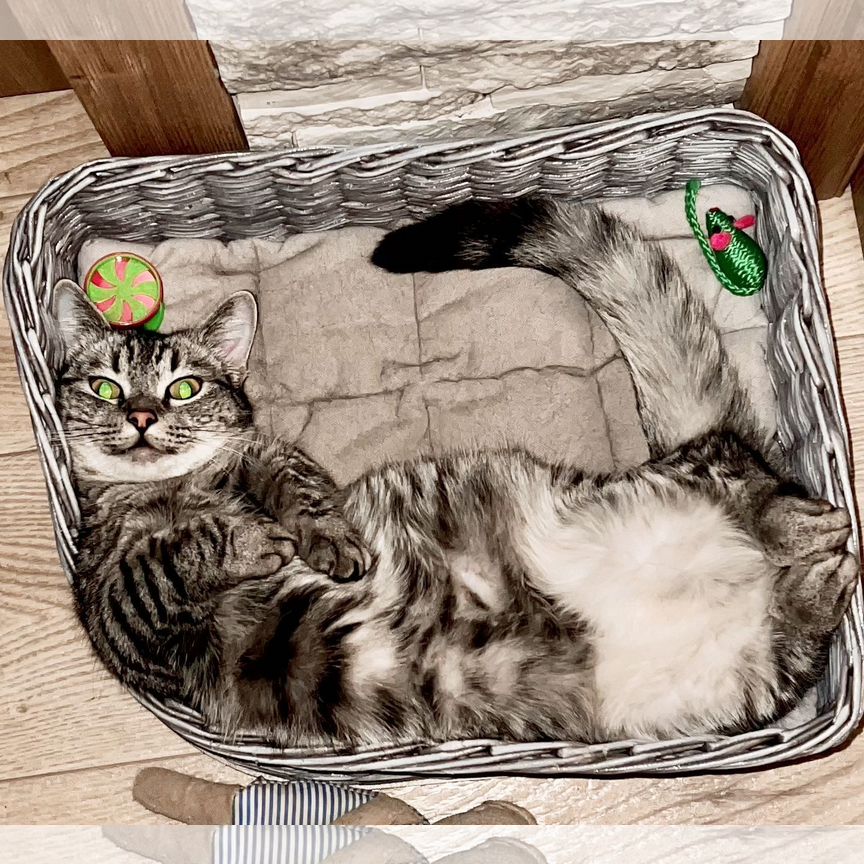 Кот манчкин