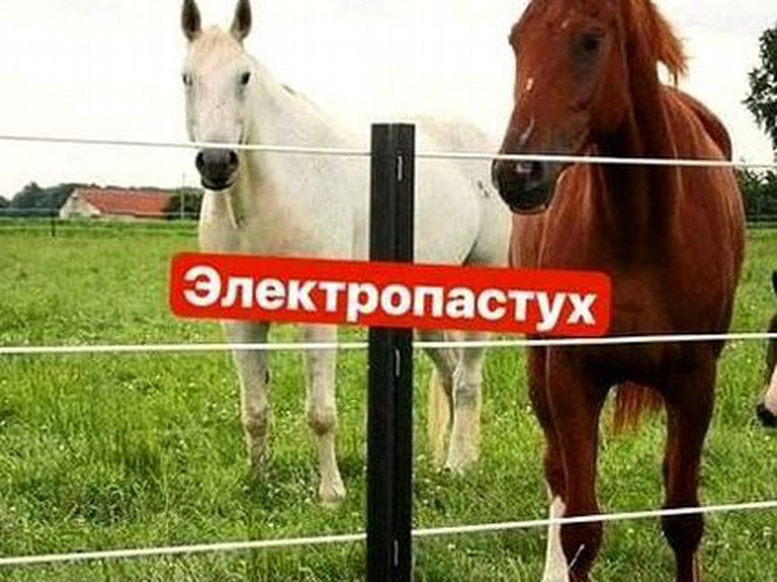 Электропастух для лошадей
