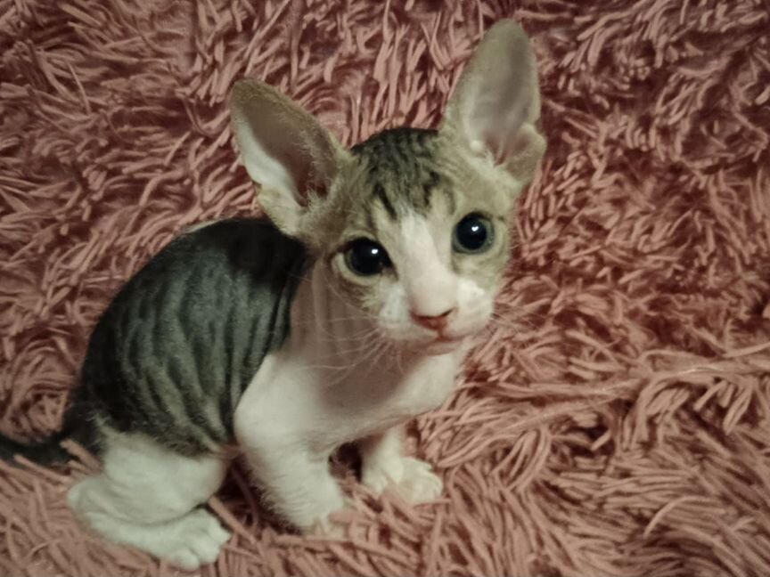 Сфинкс котенок девочка