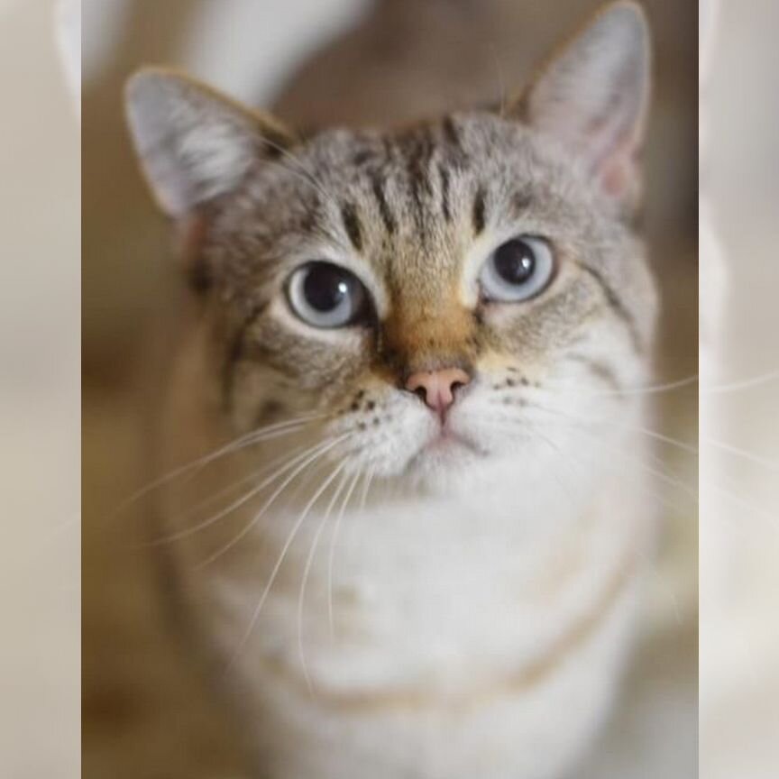 Кошечка-обнимашка Шанти ищет дом