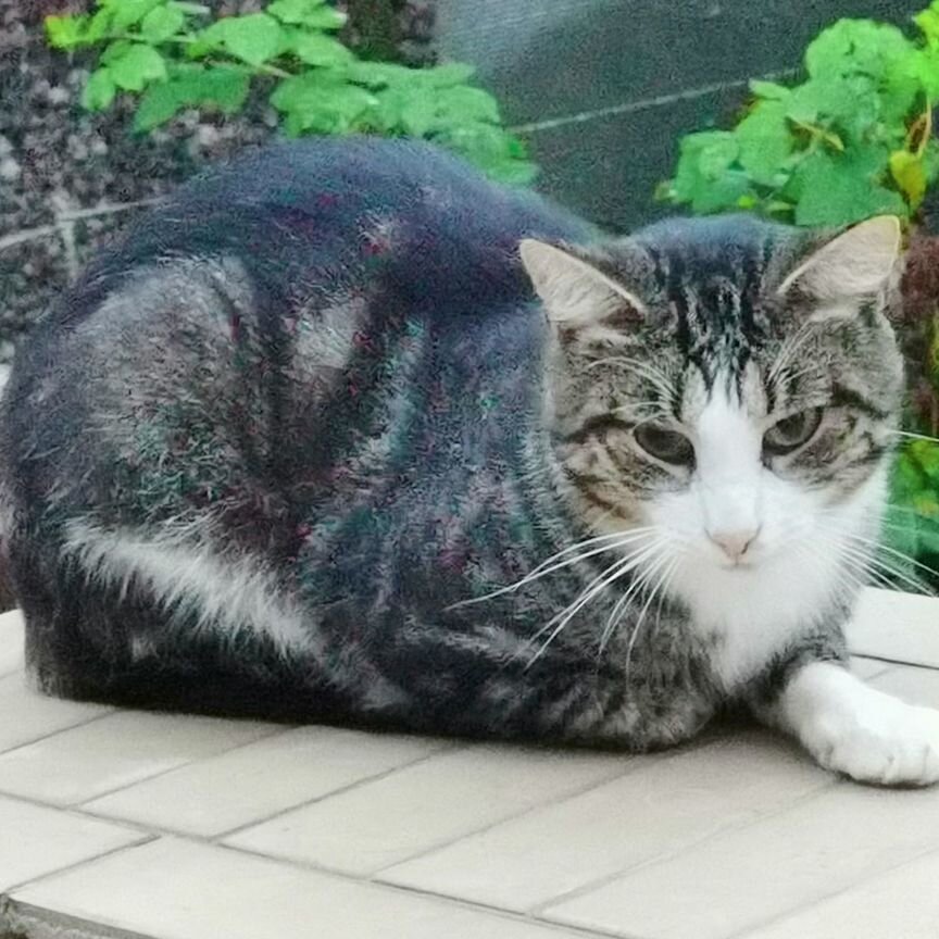 Кот и котёнок в добрые руки