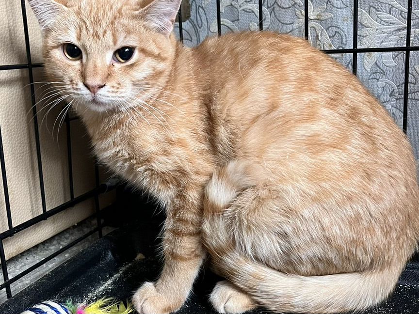 Рыжий кот 4 мес бесплатно