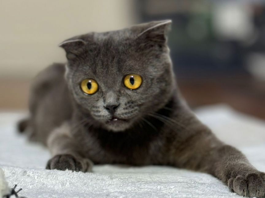 Котёнок - красавицу Беатрис отдаём в добрые руки