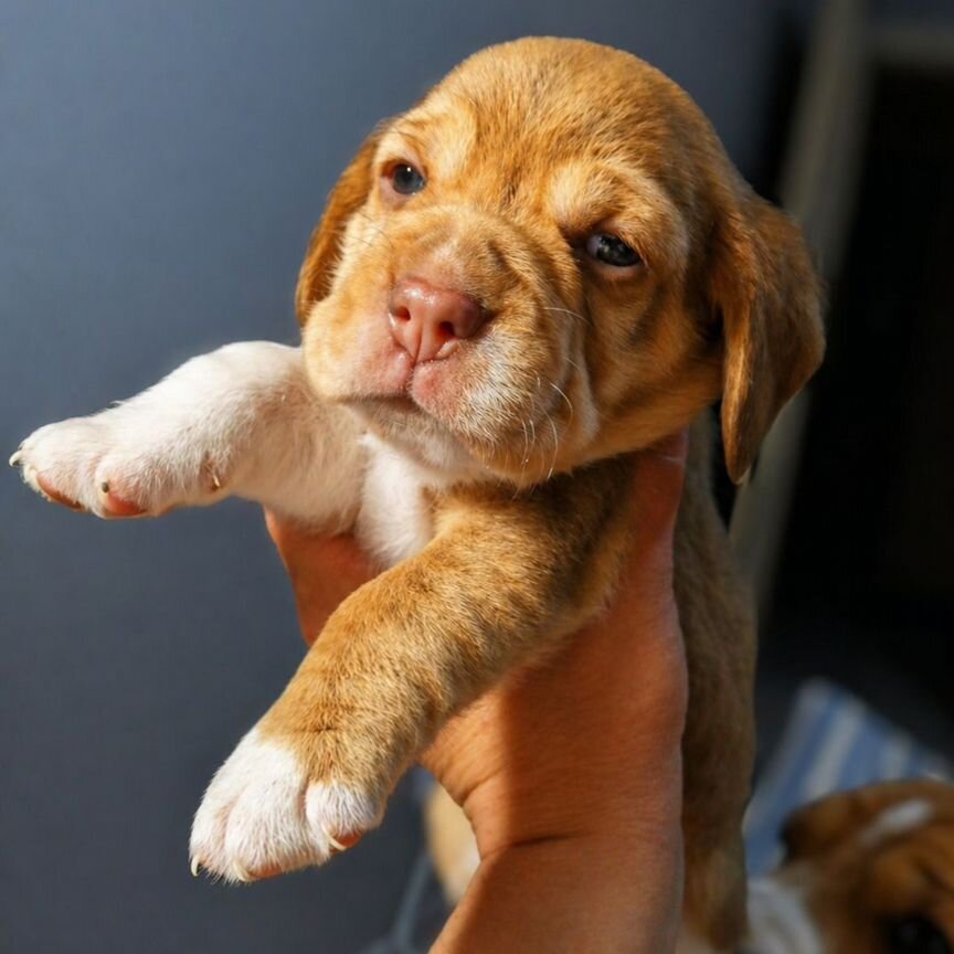 Бигль, щенок