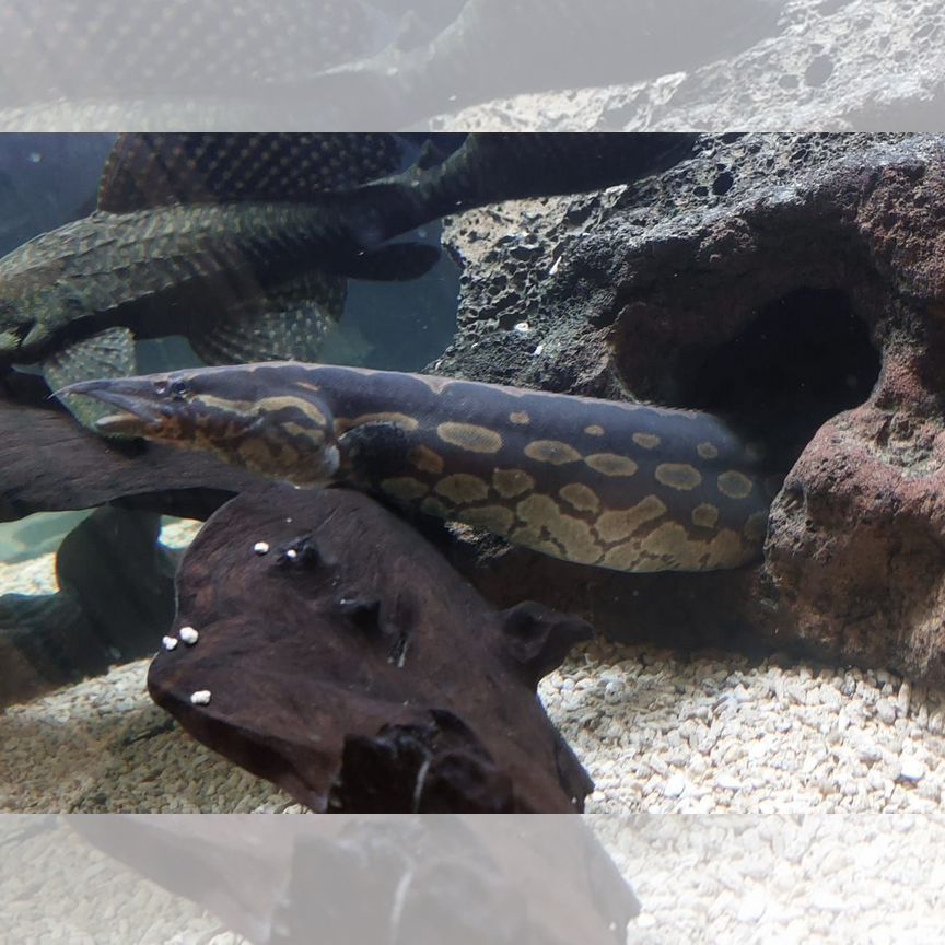 Продам рыбу