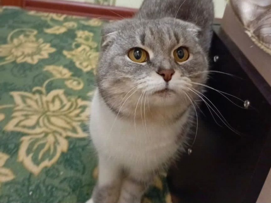 Шотландская вислоухая кошка бесплатно