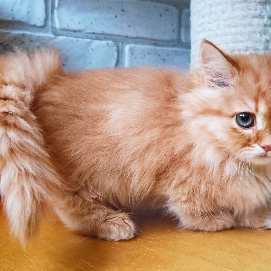 Коротколапый малыш