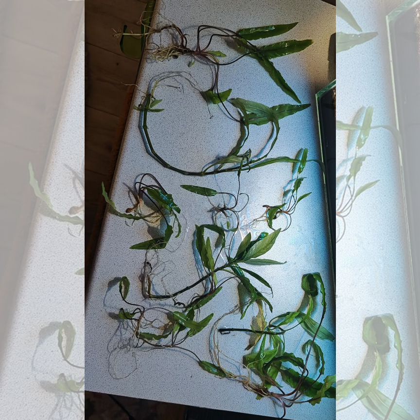 Аквариумные растения