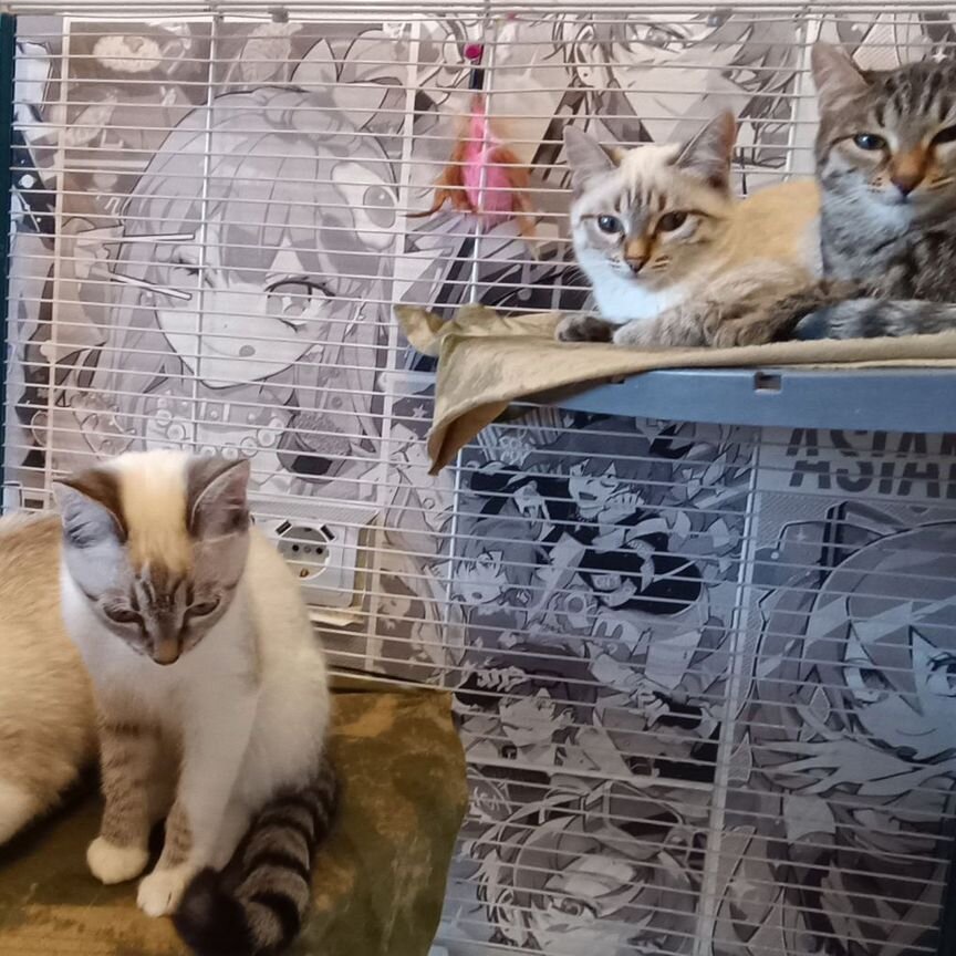 Котята в добрые руки бесплатно