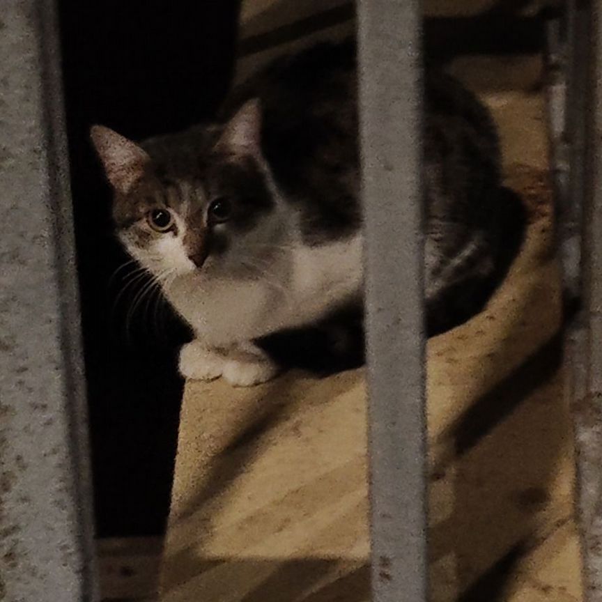 Взрослый кот в добрые руки