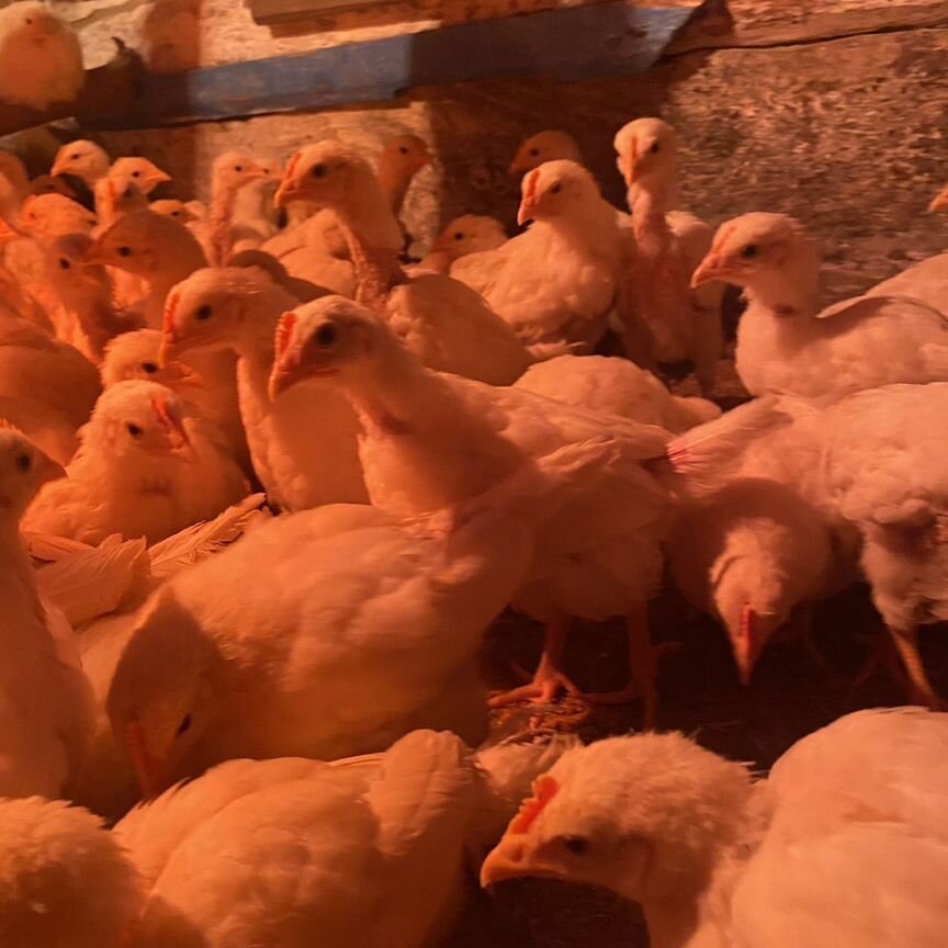 Петушки Ломан браун