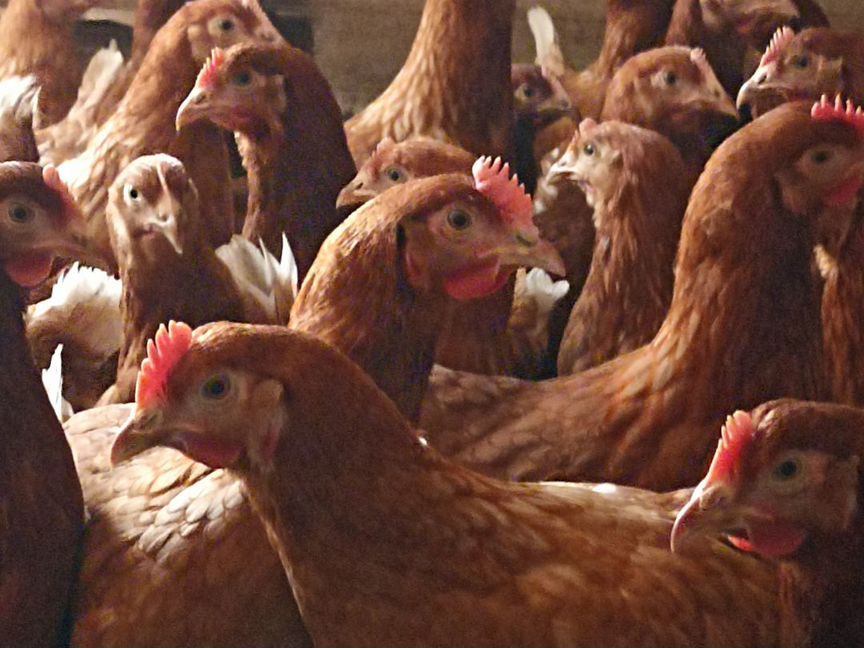 Куры молодки