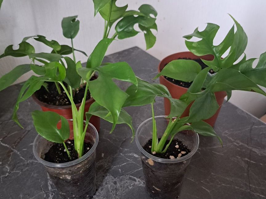 Радидофора тетрасперма