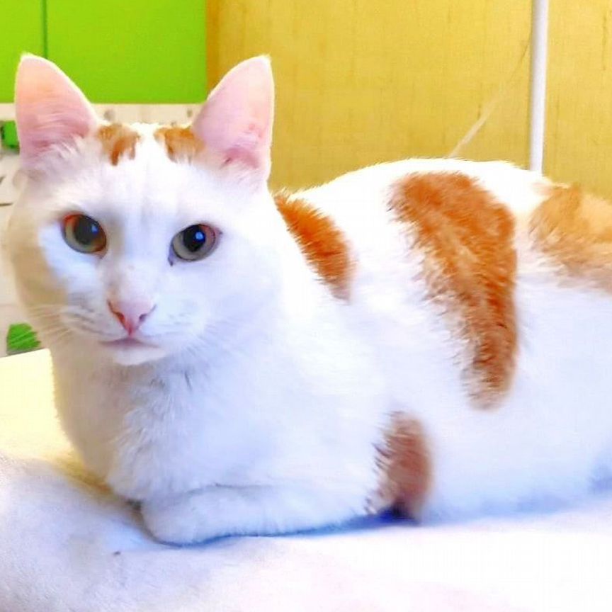 Оливер добрый кот в добрые руки