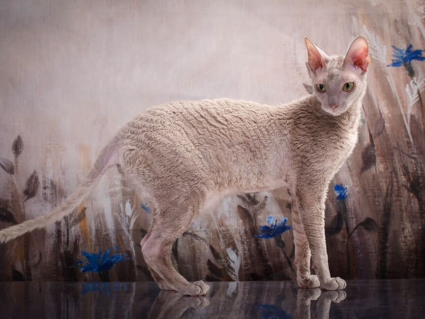 Кошка