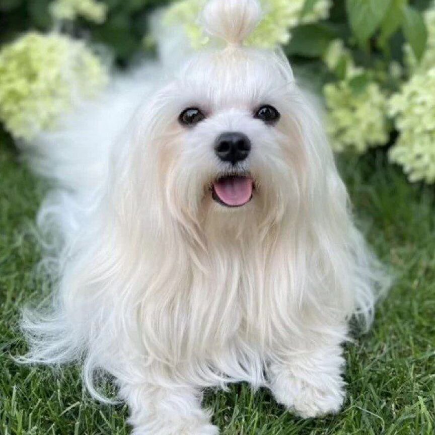 Мальтезе вязка