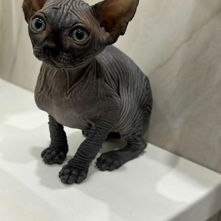 Котик Марсель