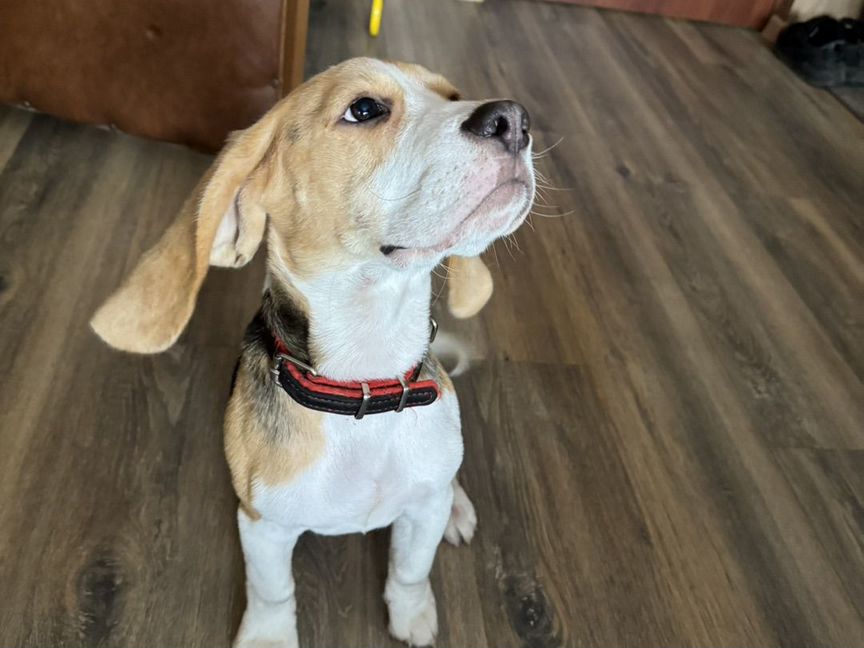 Продам щенка бигль